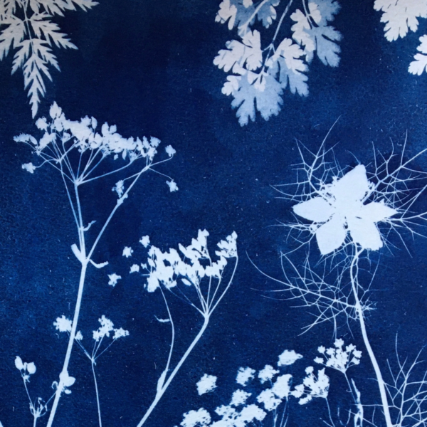 Comment réaliser des cyanotypes ? - Le Héron Graveur